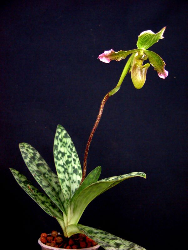 Arten - purpurascens